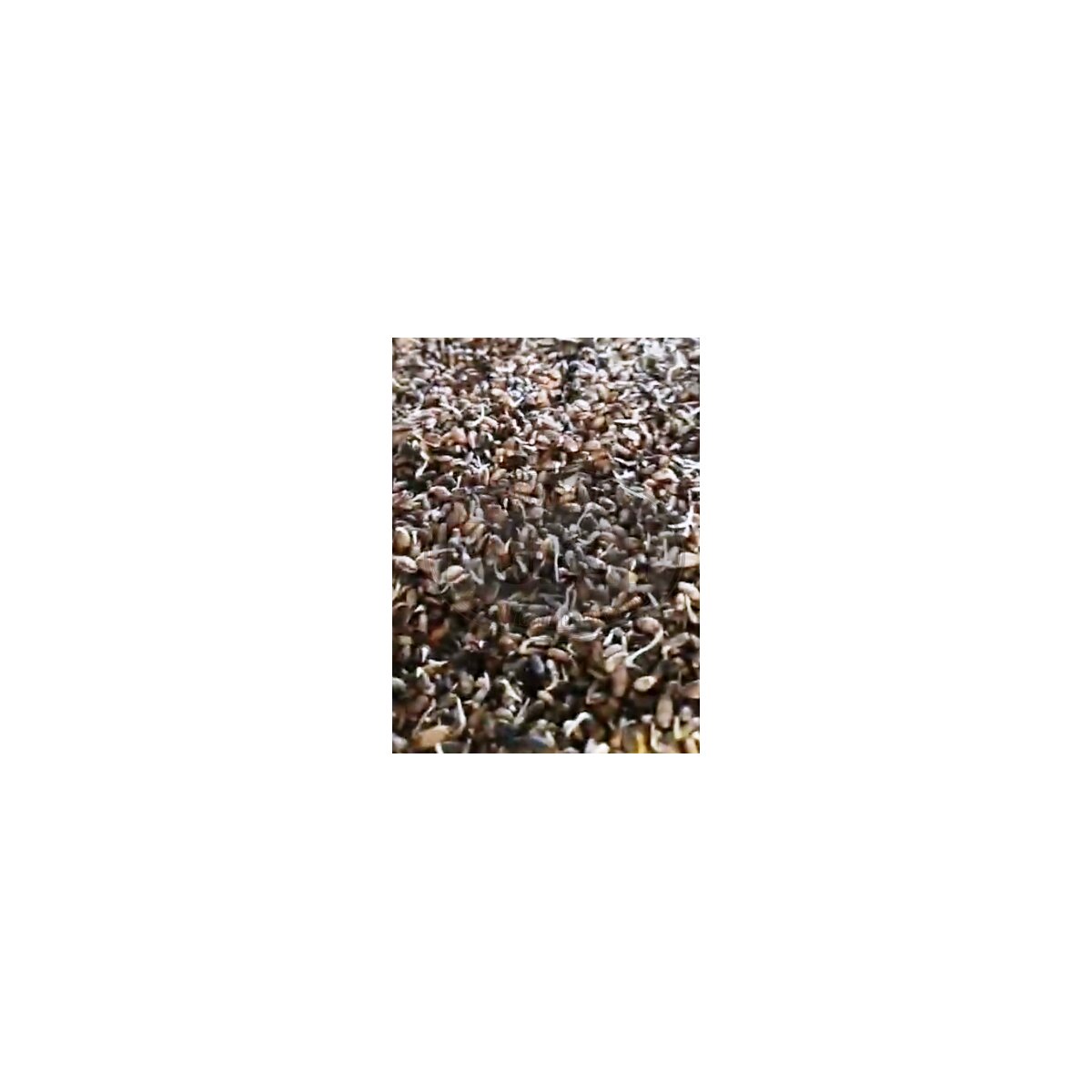 Germix Mariendistel (gekeimt) 1kg, 10,00